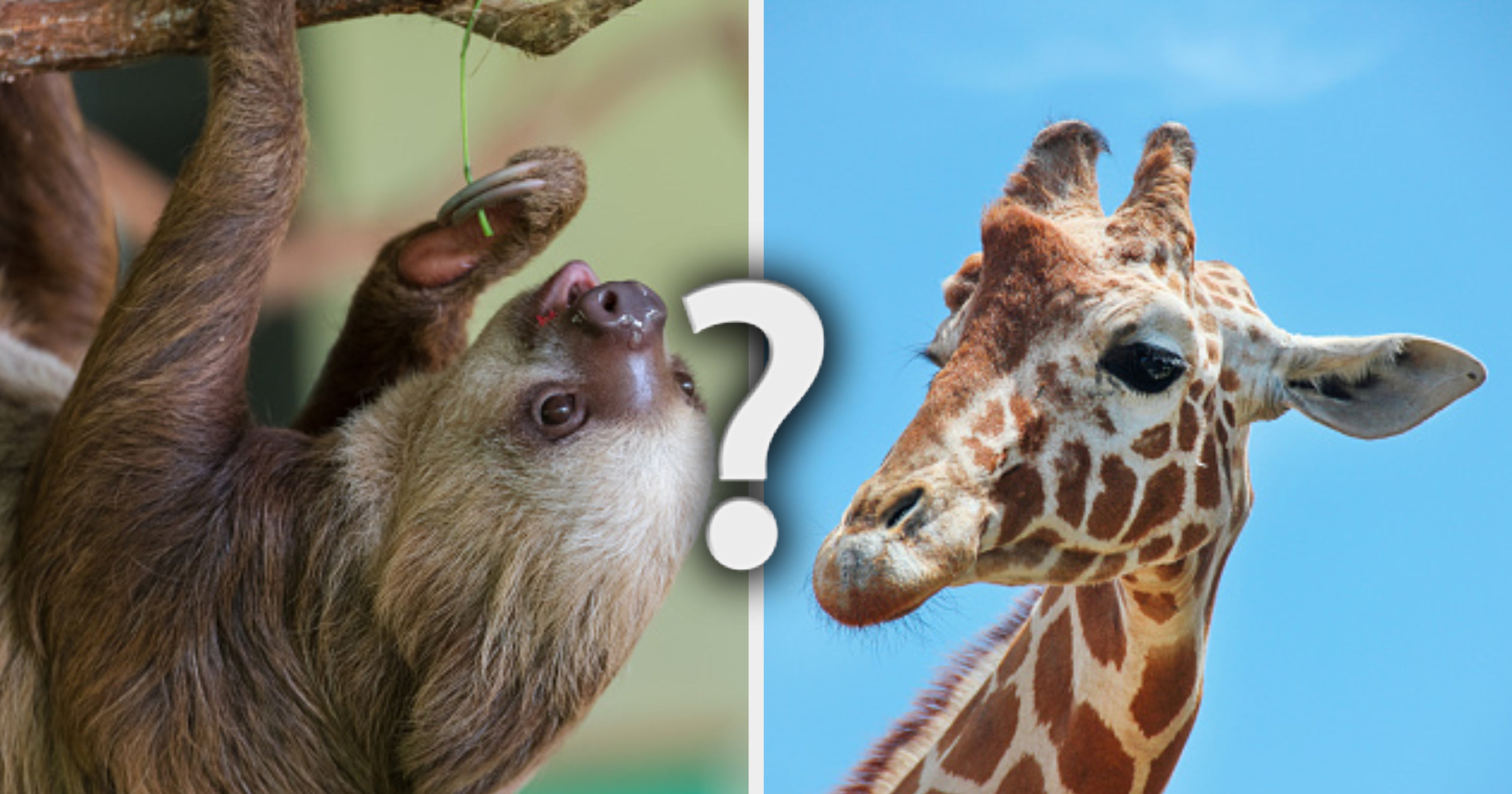 Difficult Animal Facts Quiz
