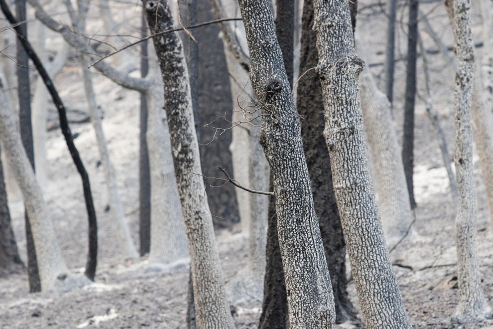 Photos Show How Overwhelming The Dixie Fire Is In California