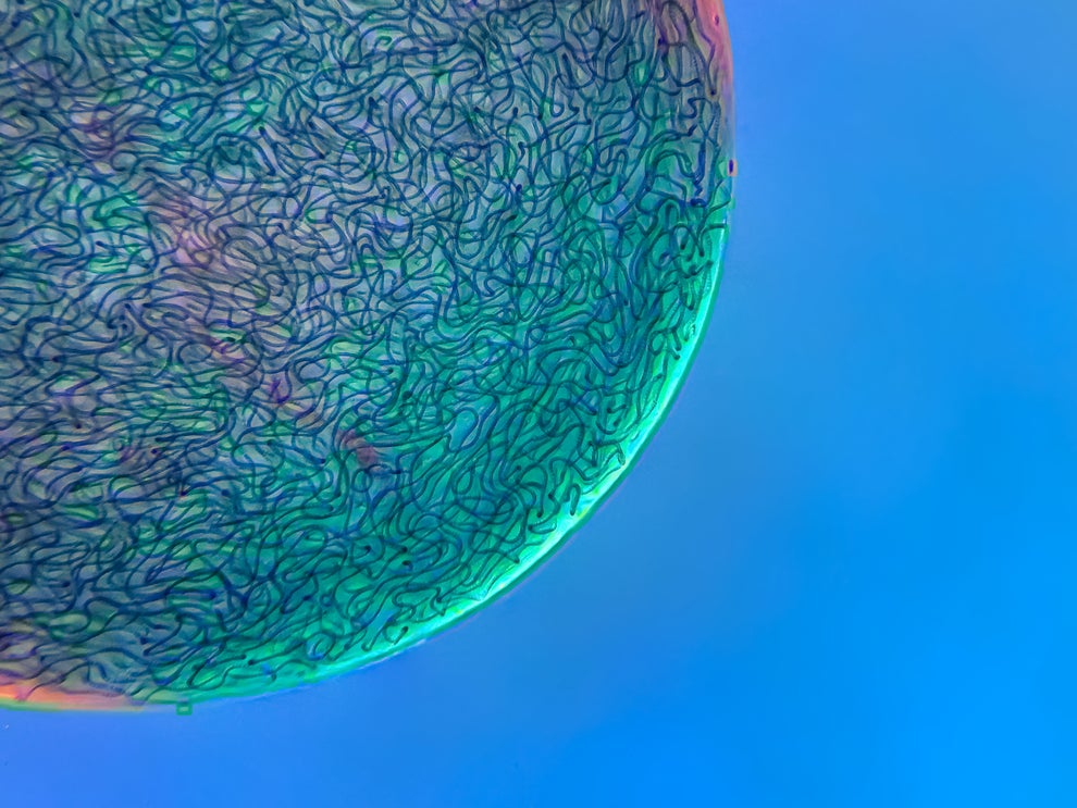 The Best Photos Taken Through Microscopes Will Blow You Away