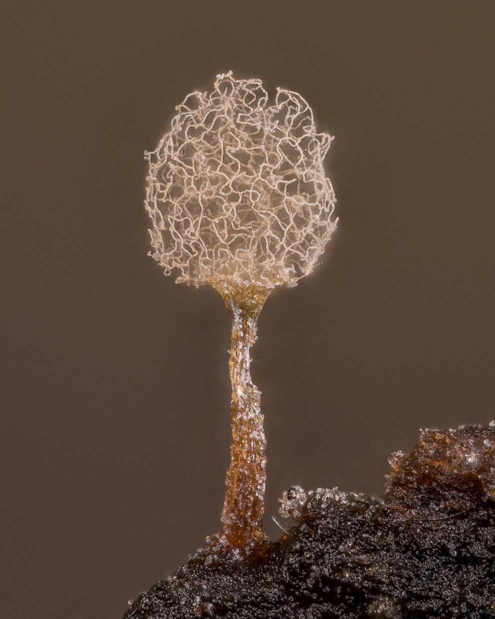 The Best Photos Taken Through Microscopes Will Blow You Away