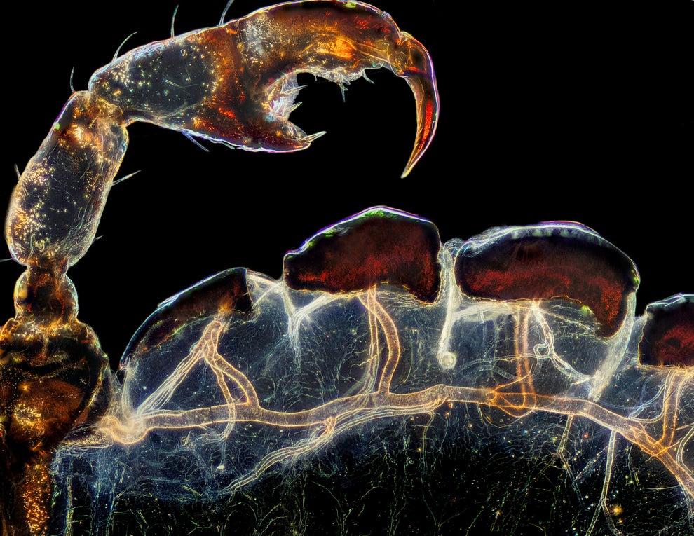 The Best Photos Taken Through Microscopes Will Blow You Away