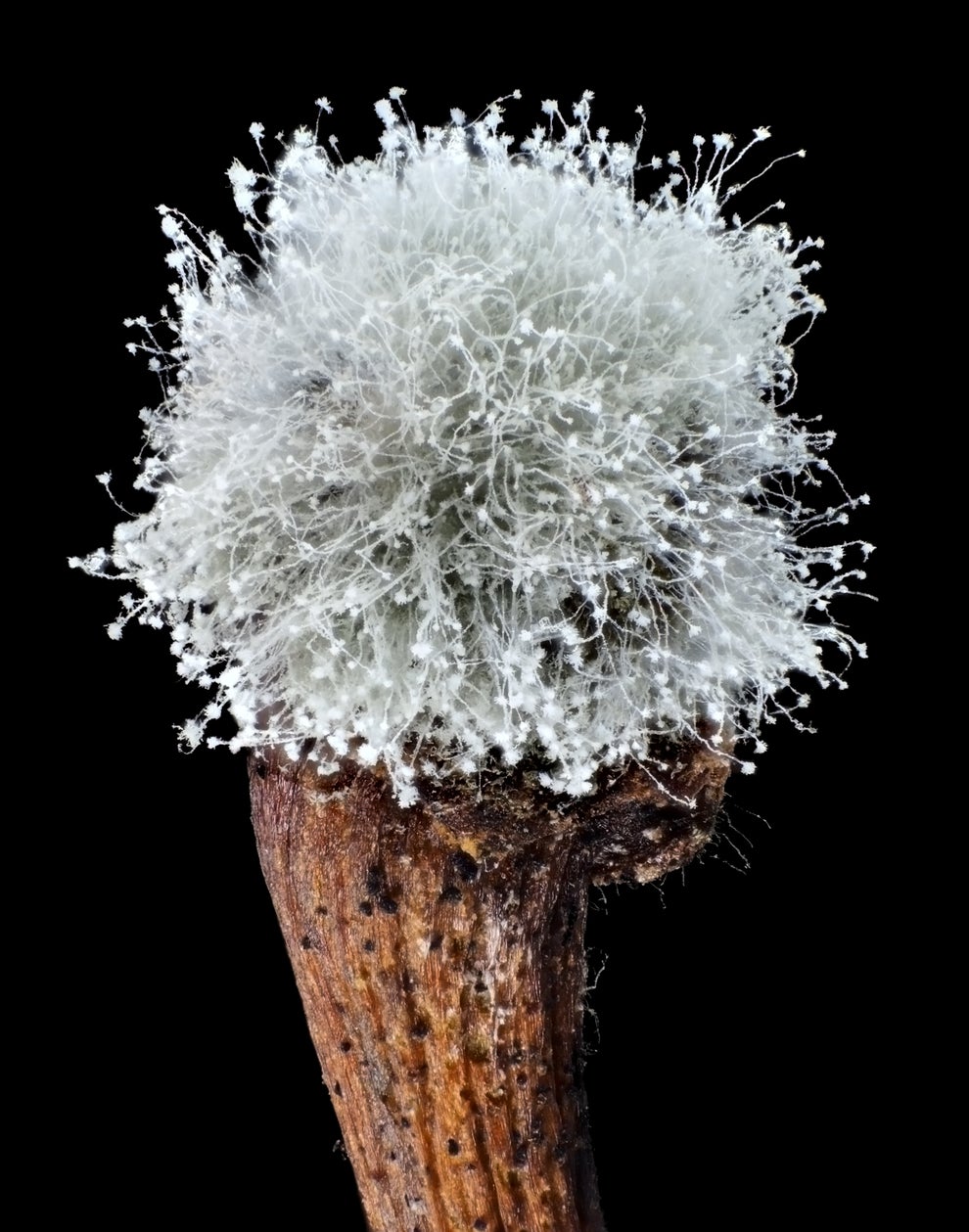 The Best Photos Taken Through Microscopes Will Blow You Away