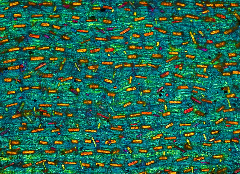 The Best Photos Taken Through Microscopes Will Blow You Away