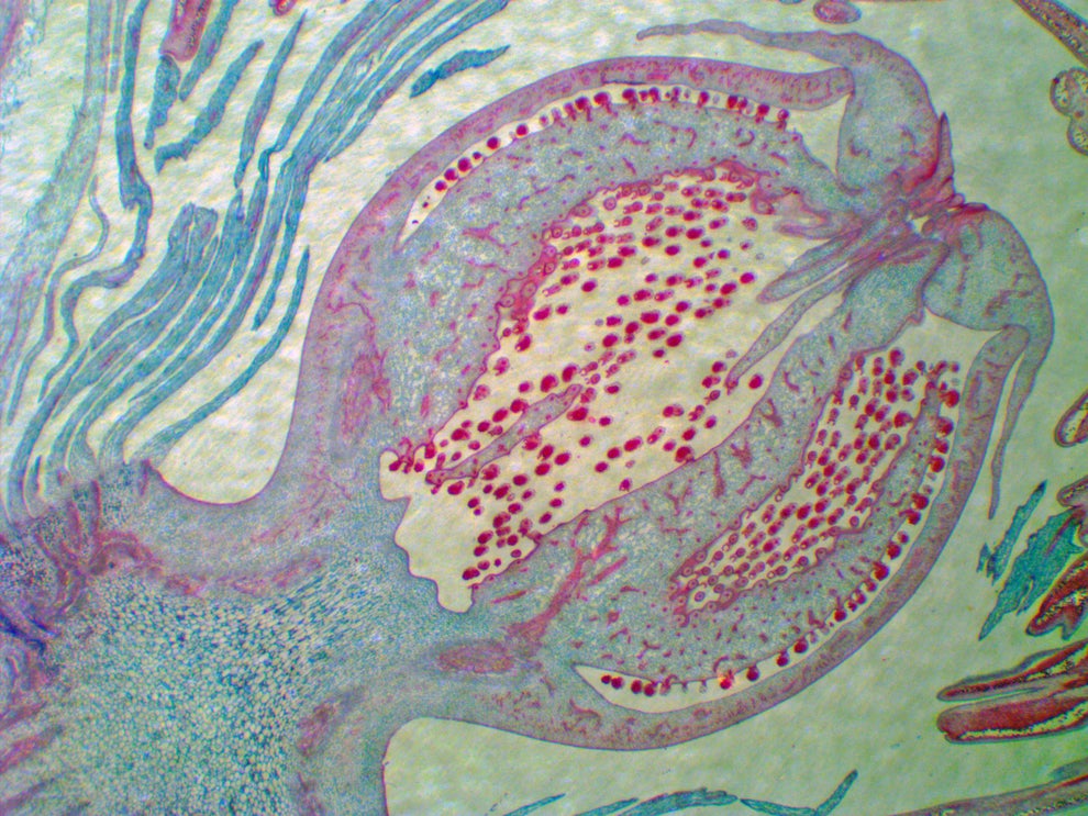 The Best Photos Taken Through Microscopes Will Blow You Away