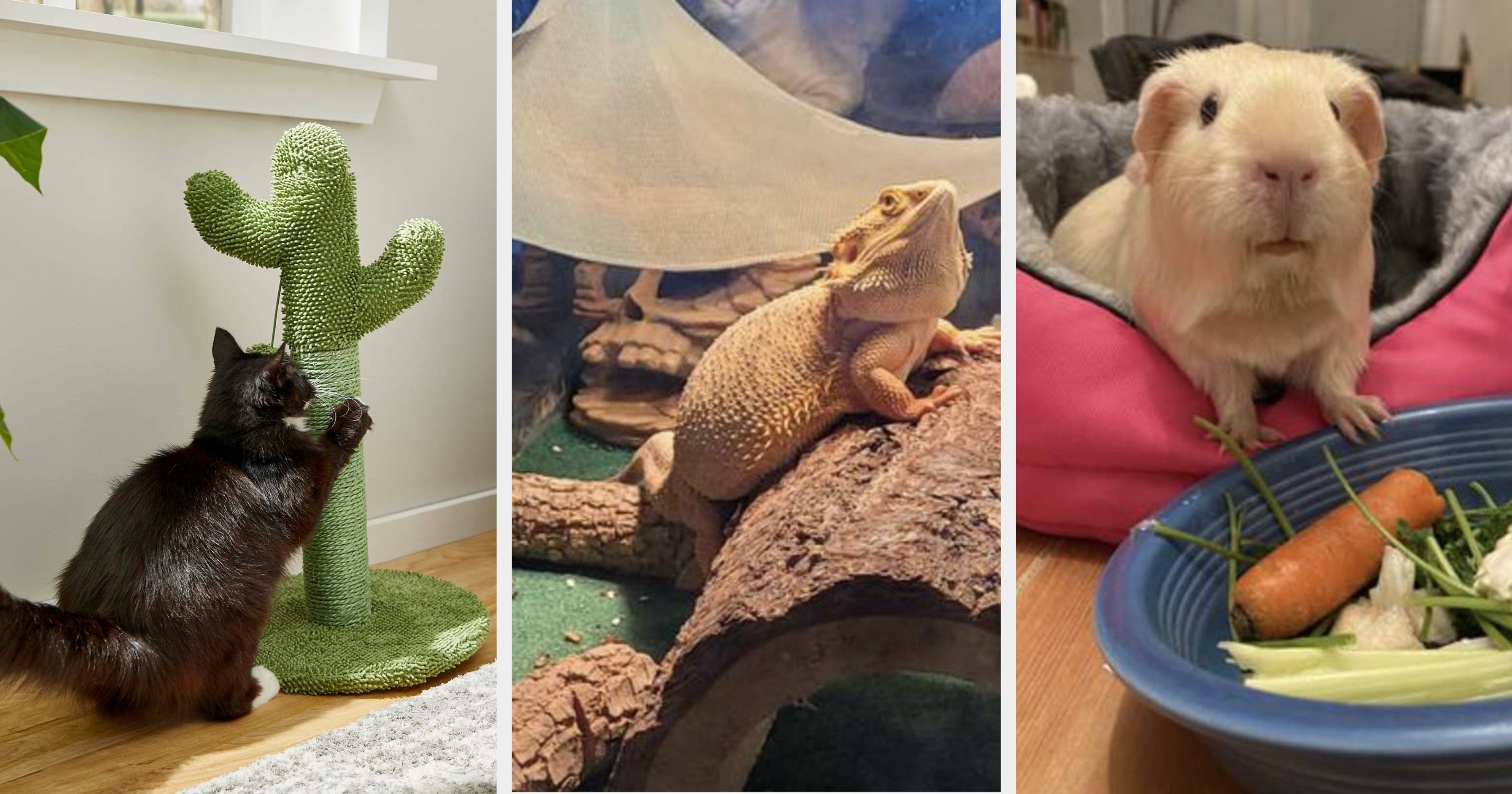 25 Clever Reviewer-Approved Things From Chewy