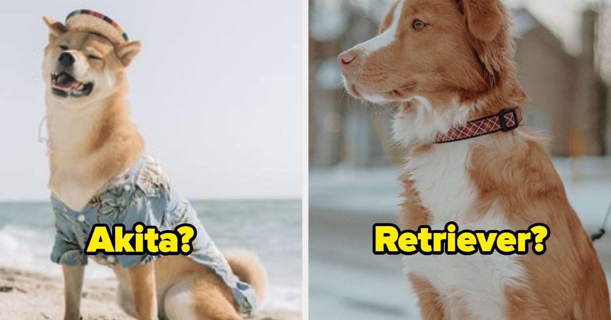 Can You Identify 9/9 Of These Dog Breeds?
