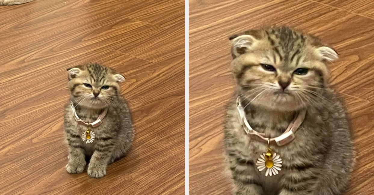 21 Animal Tweets To Make Your Week A Little Better