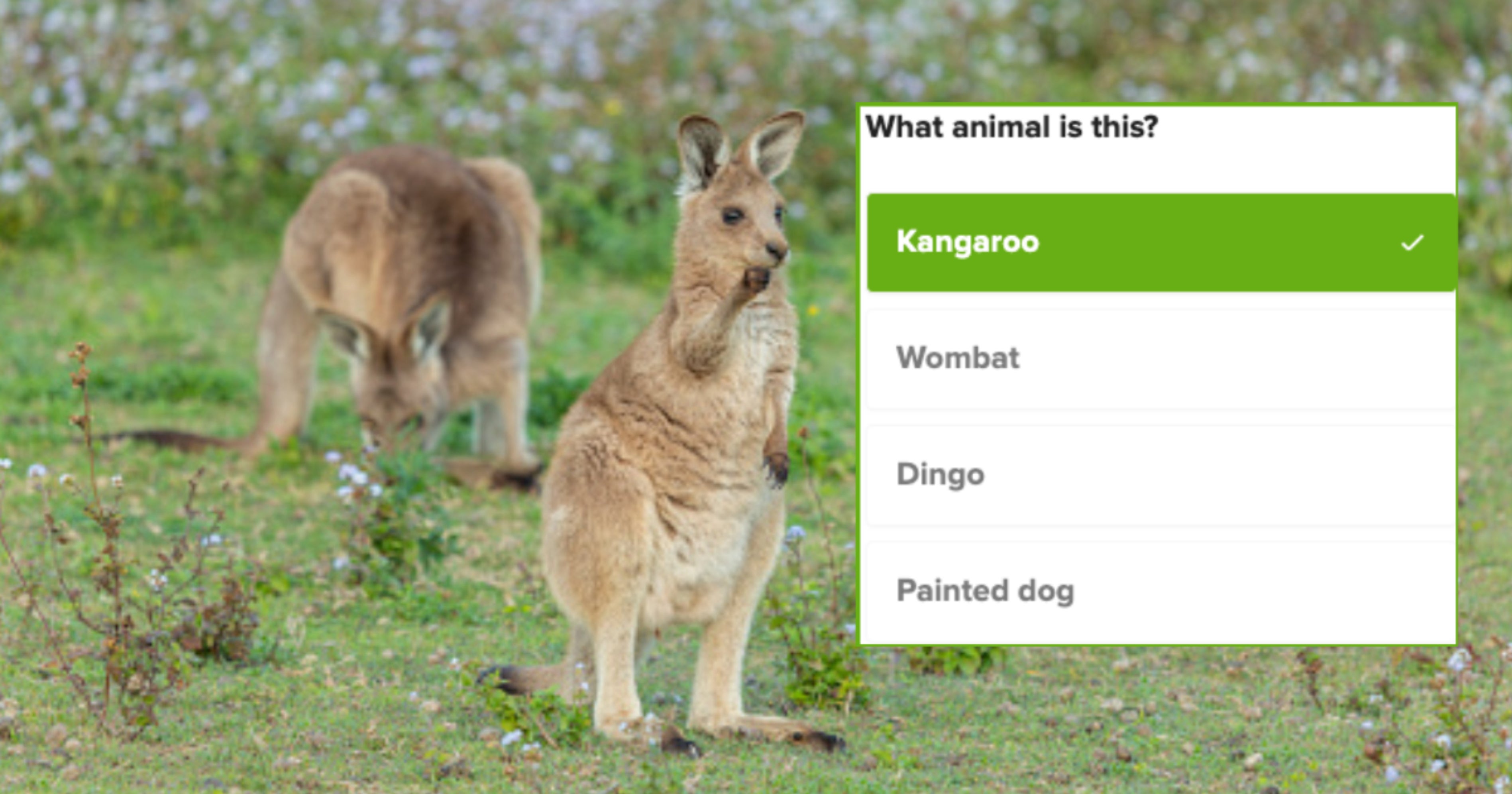 Guess The Australian Animals By Its Baby Trivia Quiz