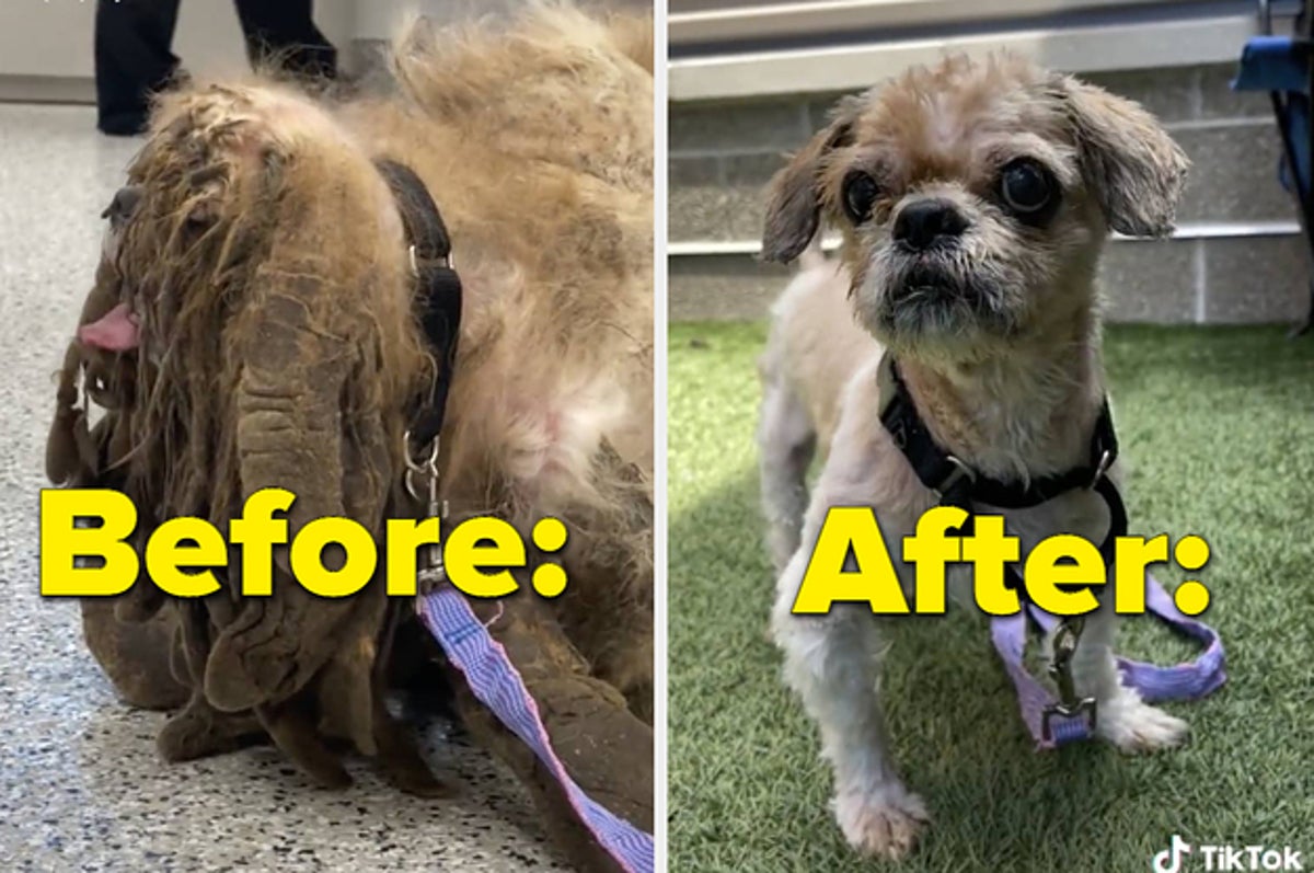 Neglected Animals Before And After