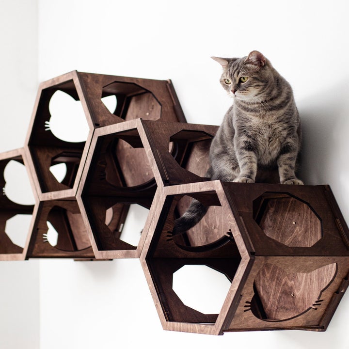 30 Fun Things To Buy Your Pet Just Because