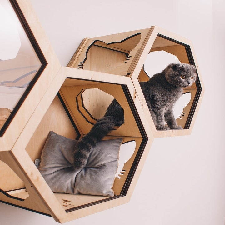 30 Fun Things To Buy Your Pet Just Because