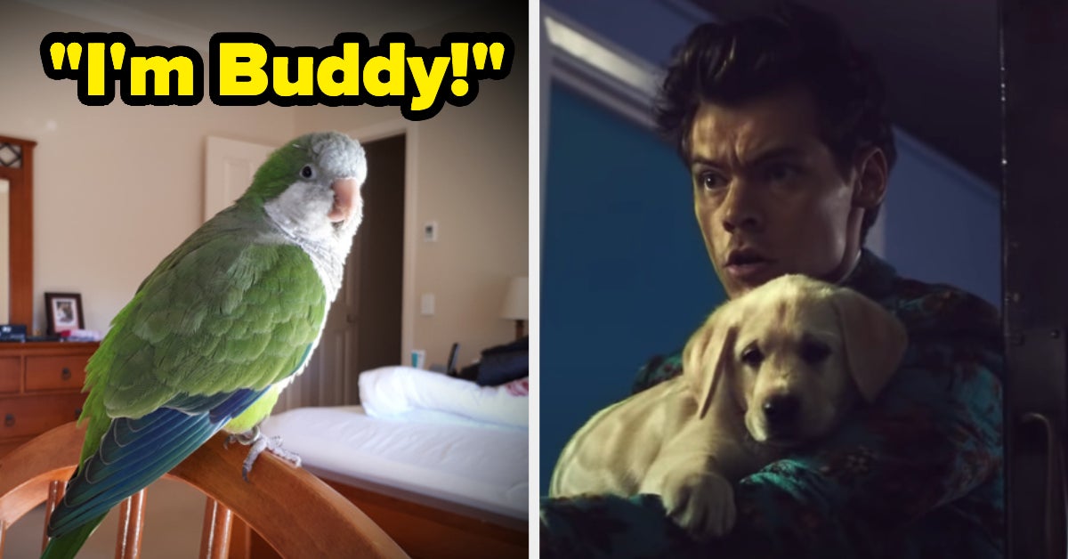 We'll Suggest A Name For Your Pet Based On Animals