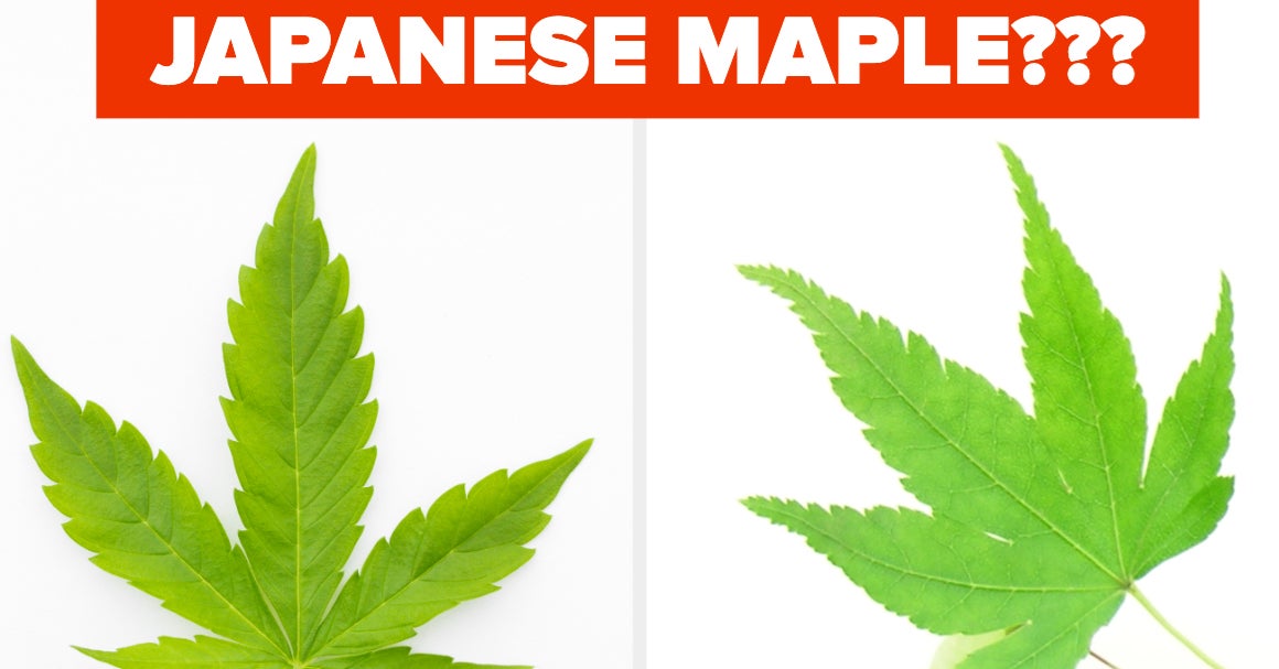 Is This Weed Or A Japanese Maple Leaf?