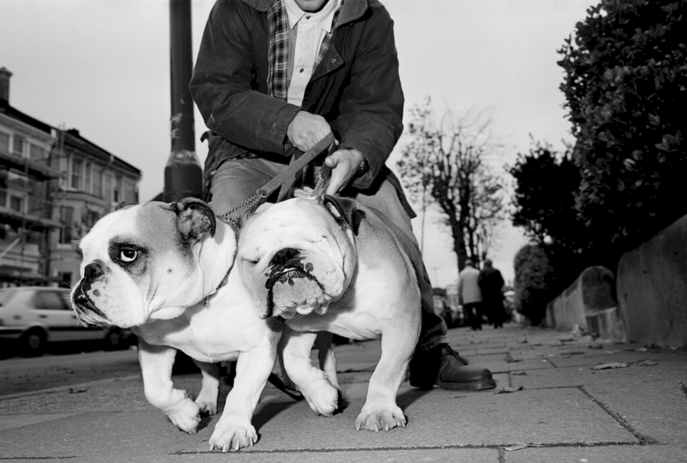 26 Photos Of Dogs That Are Sure To Inspire You To Take Better Pics Of ...