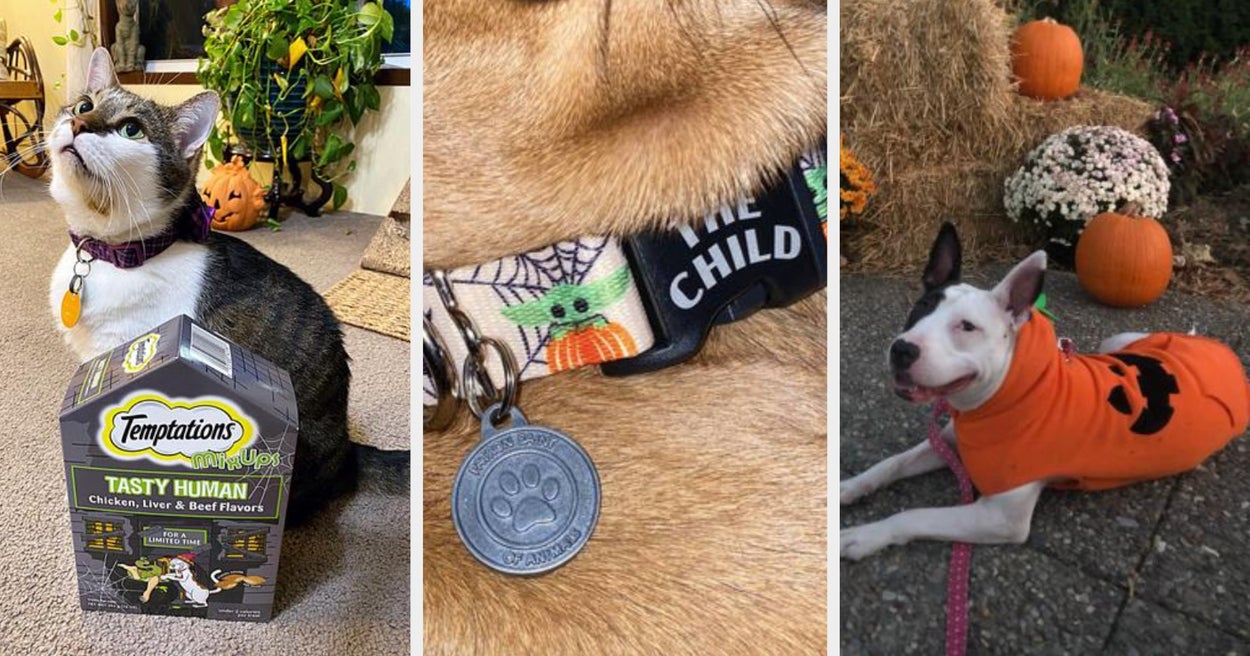 27 Pet Products From Chewy That Are Perfect For Fall