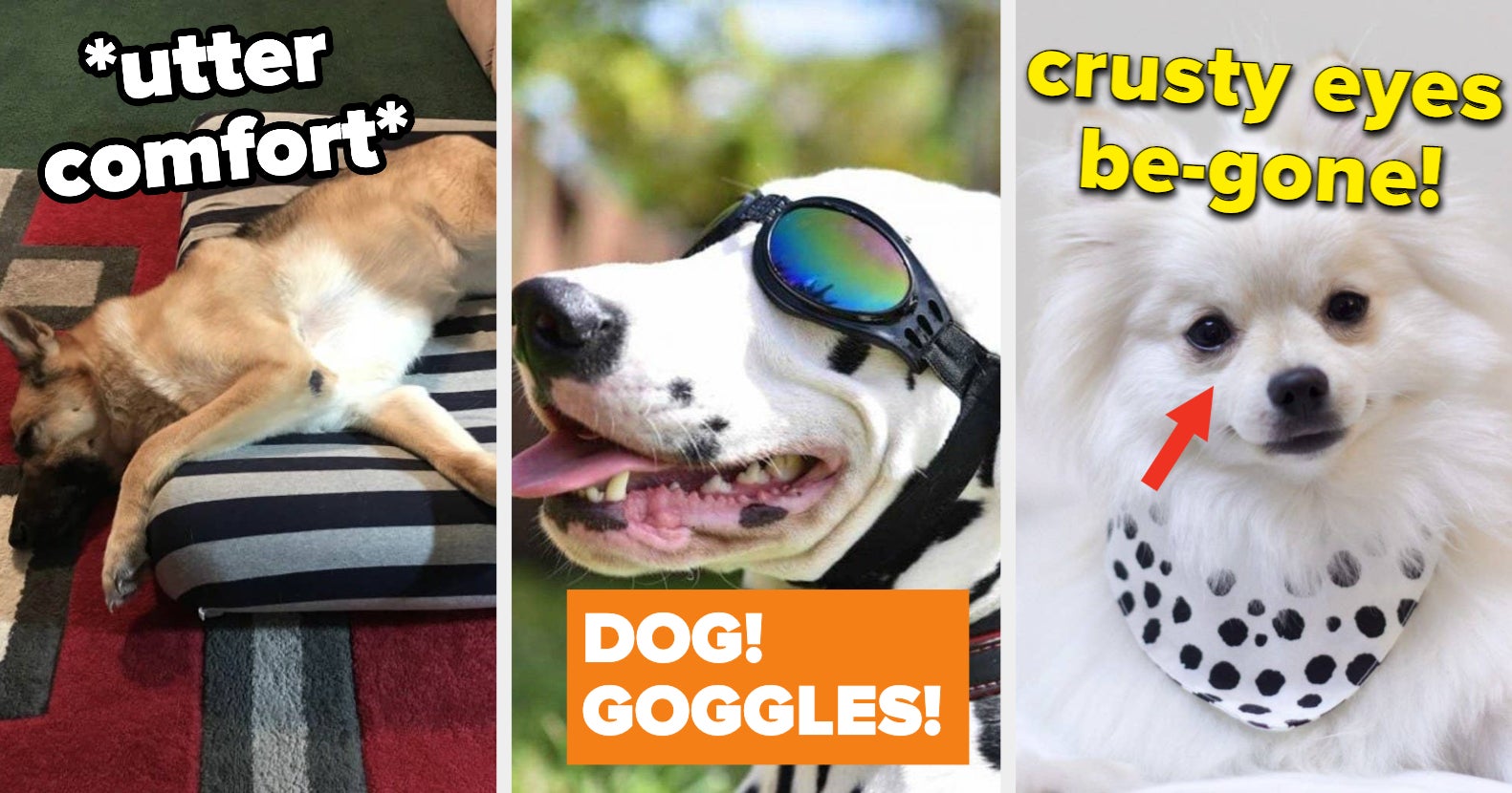 36 Things For Anyone Whose Dog Is High-Maintenance