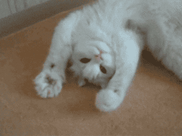 19 Spoiled Cats Who Are Living Better Lives Than You