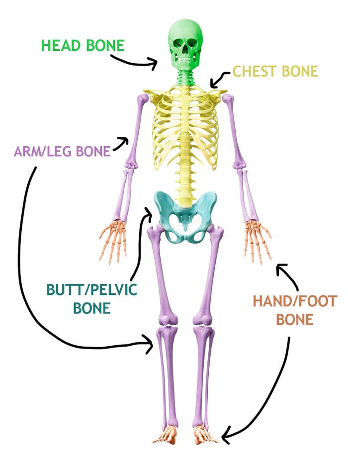 Human Anatomy Bone Test Human Anatomy Bone Test