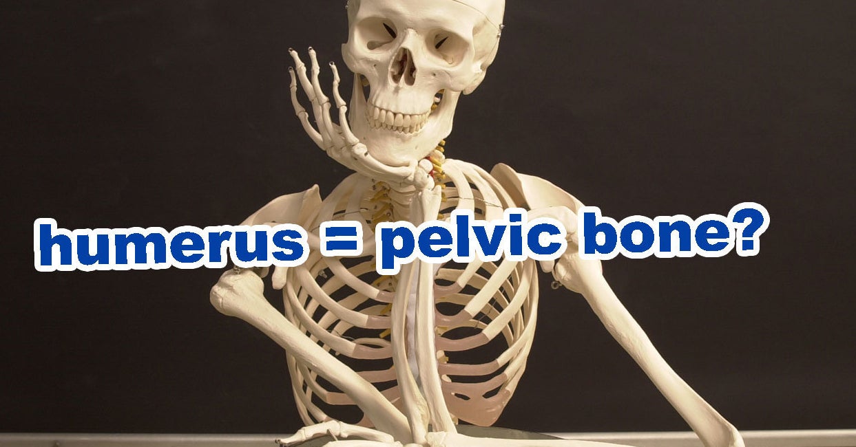 Human Anatomy Bone Test