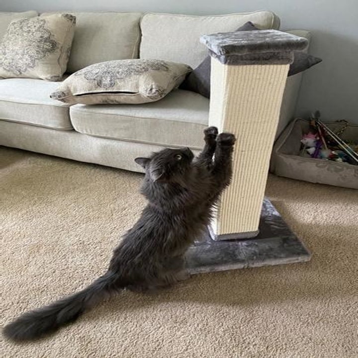 Pet Products From Chewy You'll Wish You Got Years Ago