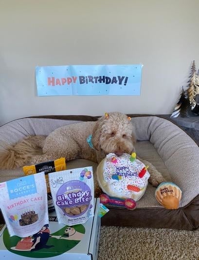 Pet Products From Chewy You'll Wish You Got Years Ago