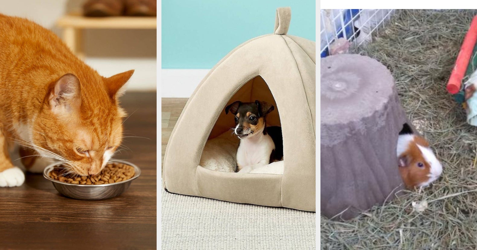 Useful Pet Products From Chewy That Don't Cost A Lot
