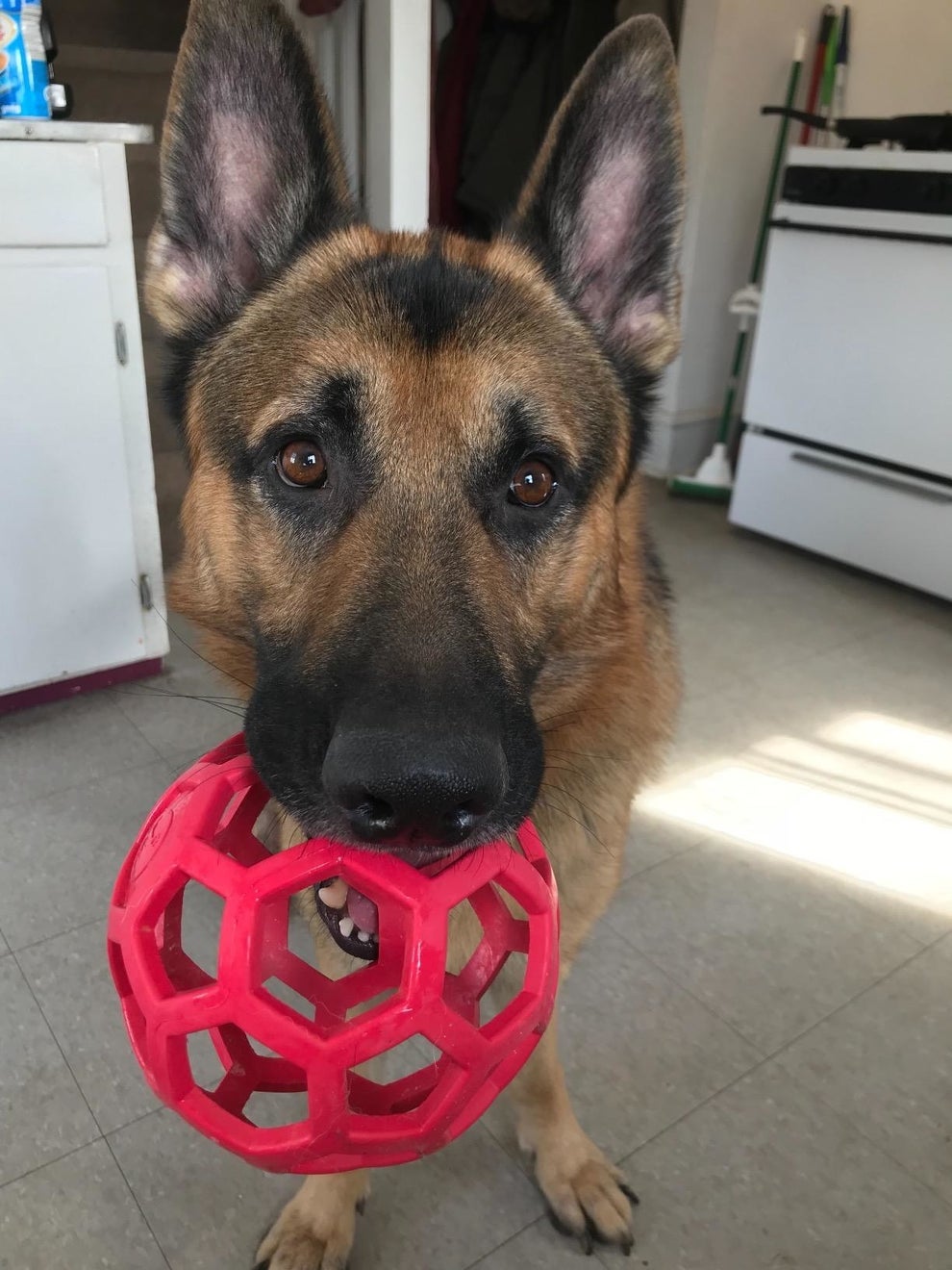 39 Extremely Useful Things To Buy If You Have A Dog