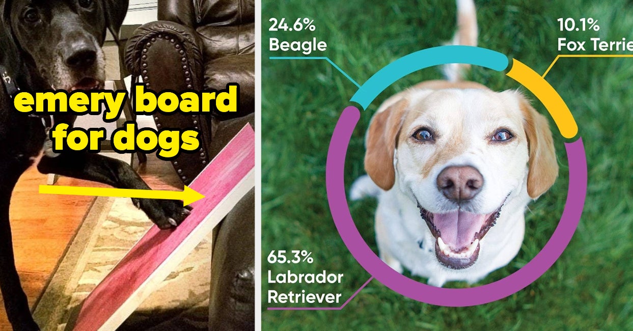 27 Helpful Problem-Solving Products For Dog Owners