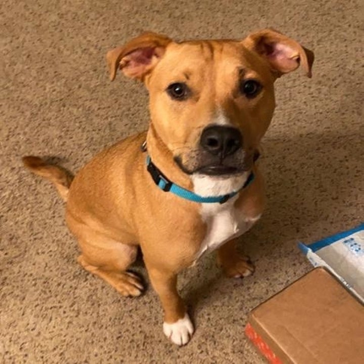 20 Grooming Products From Chewy That Are Easy To Use
