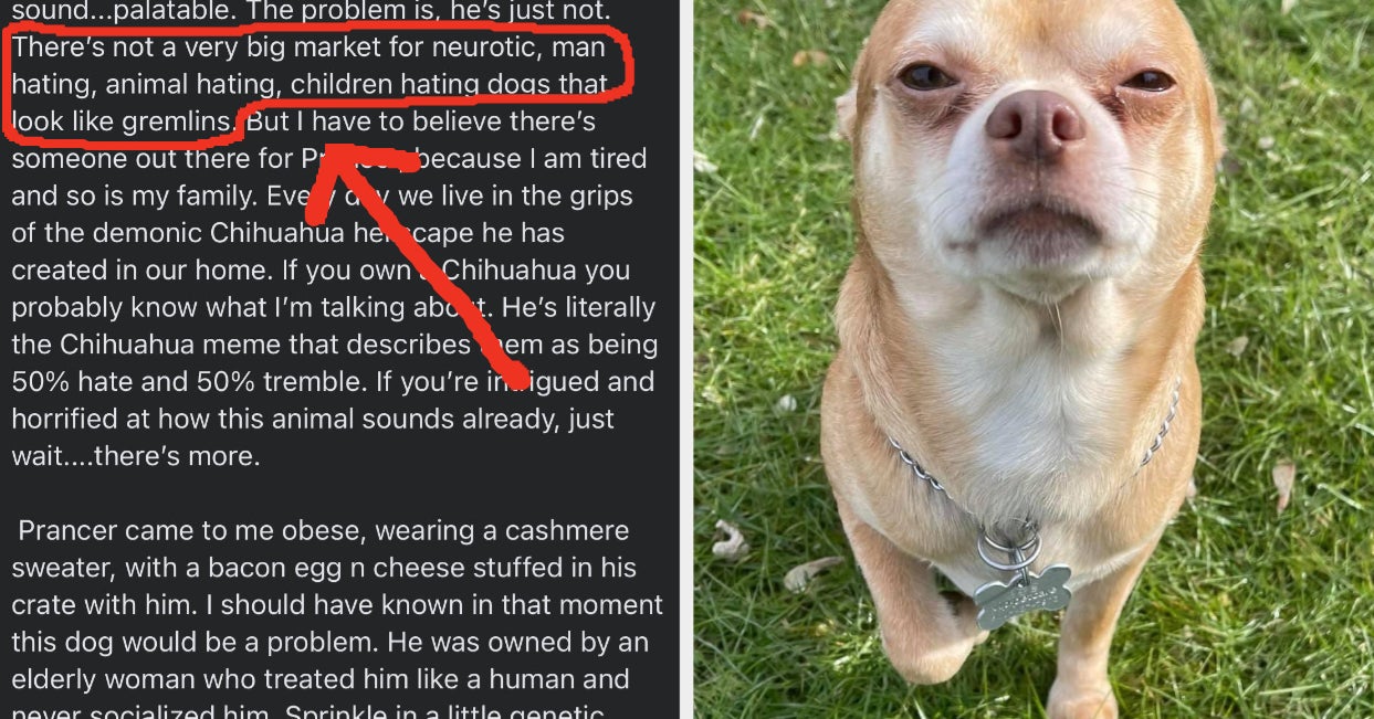 22 Of The Best Dog Tweets From 2021