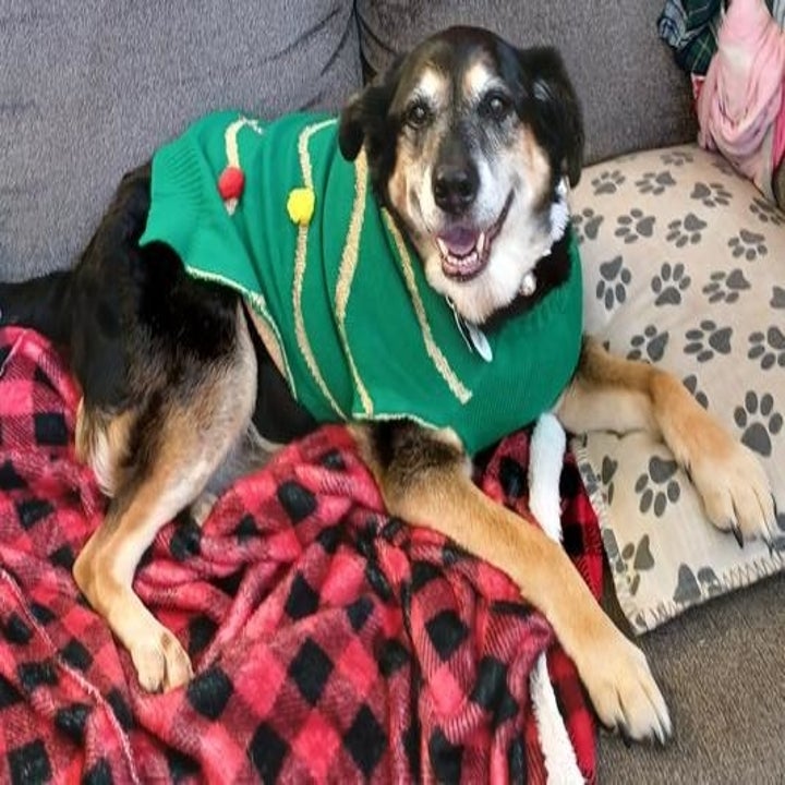 25 Holiday-Themed Pet Toys And Accessories