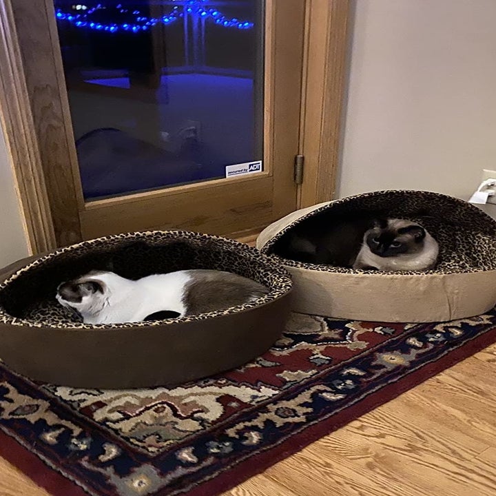24 Warm And Cozy Pet Products For Winter