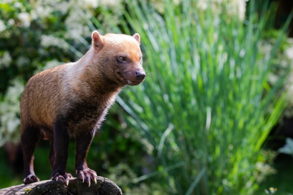 I Just Learned About The Bush Dog And Now My Life Is Immeasurably Better