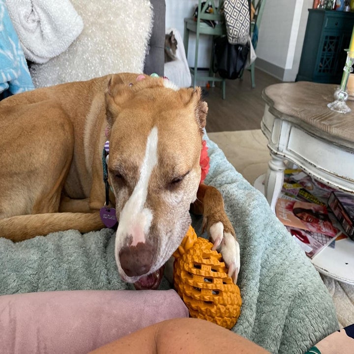 15 Best Chew Toys For Puppies To Sink Their Teeth Into