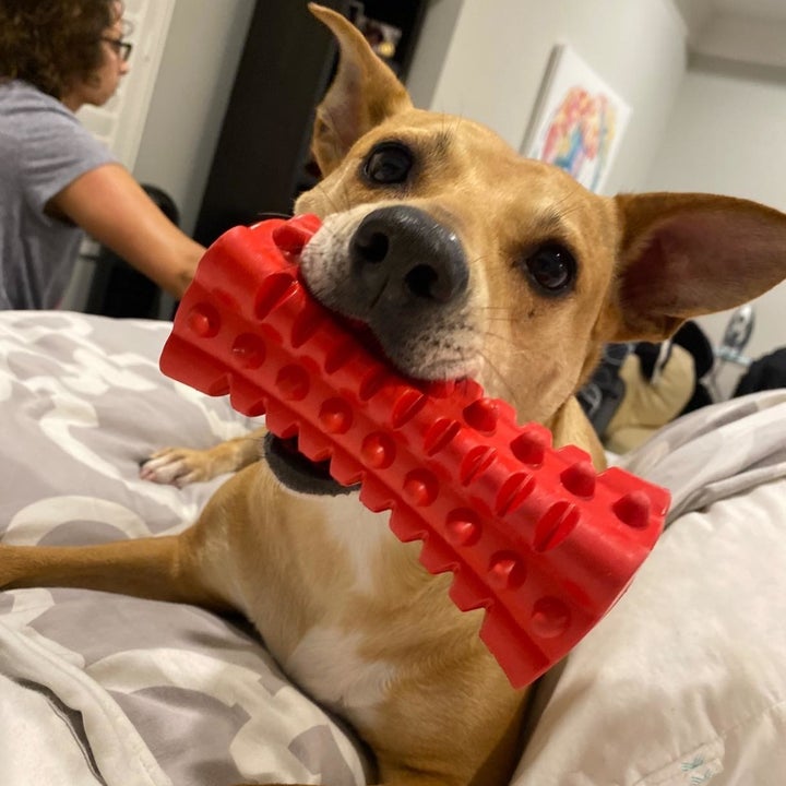 15 Best Chew Toys For Puppies To Sink Their Teeth Into