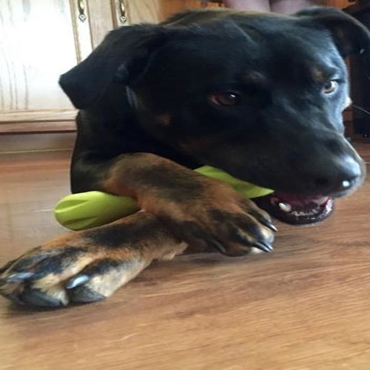 21 Interactive Toys From Chewy To Keep Dogs Entertained