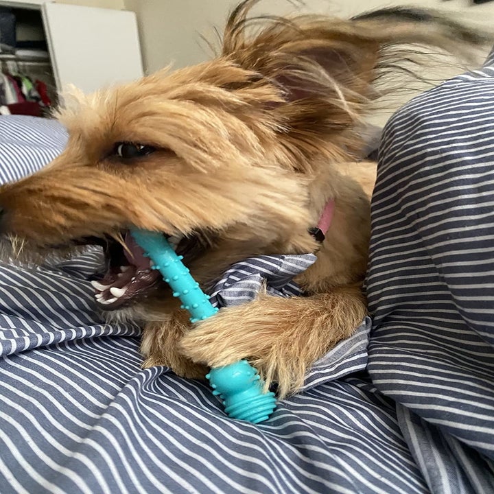 15 Best Chew Toys For Puppies To Sink Their Teeth Into