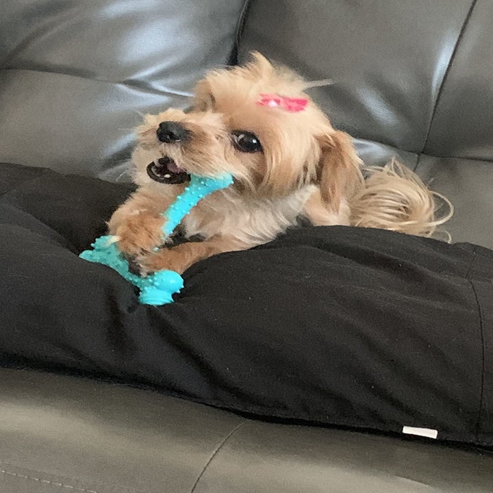 15 Best Chew Toys For Puppies To Sink Their Teeth Into