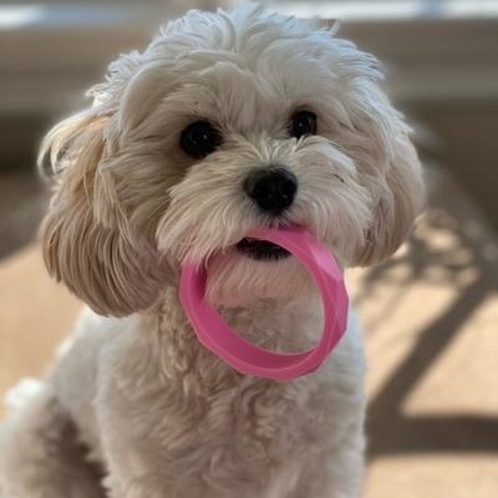 15 Best Chew Toys For Puppies To Sink Their Teeth Into