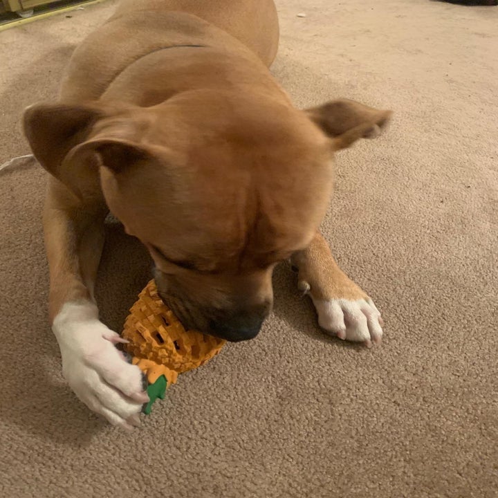 15 Best Chew Toys For Puppies To Sink Their Teeth Into