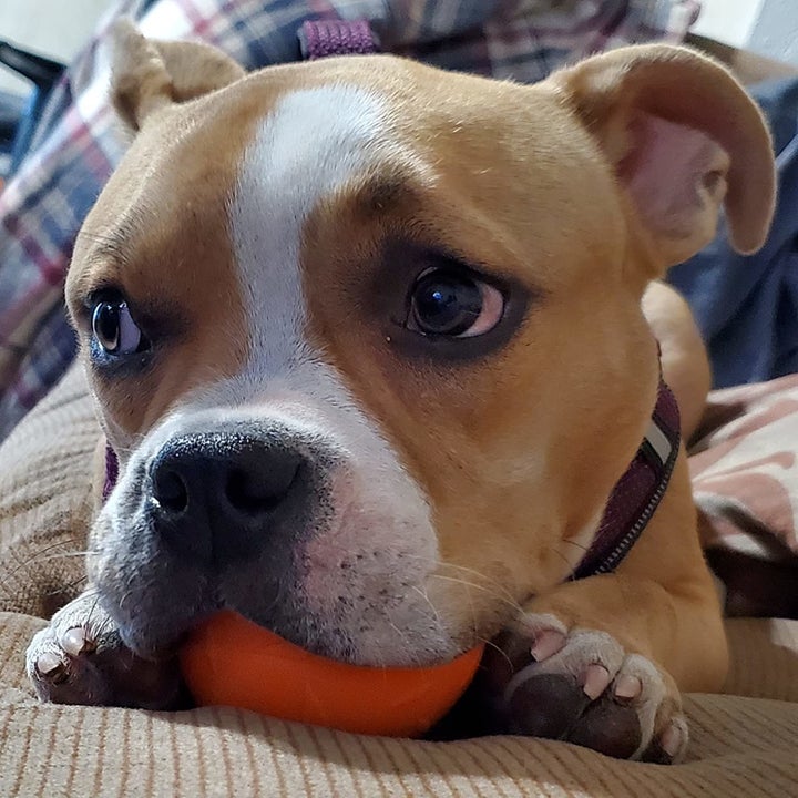 15 Best Chew Toys For Puppies To Sink Their Teeth Into