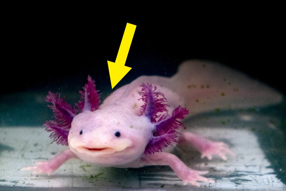 Animal Species People Just Discovered