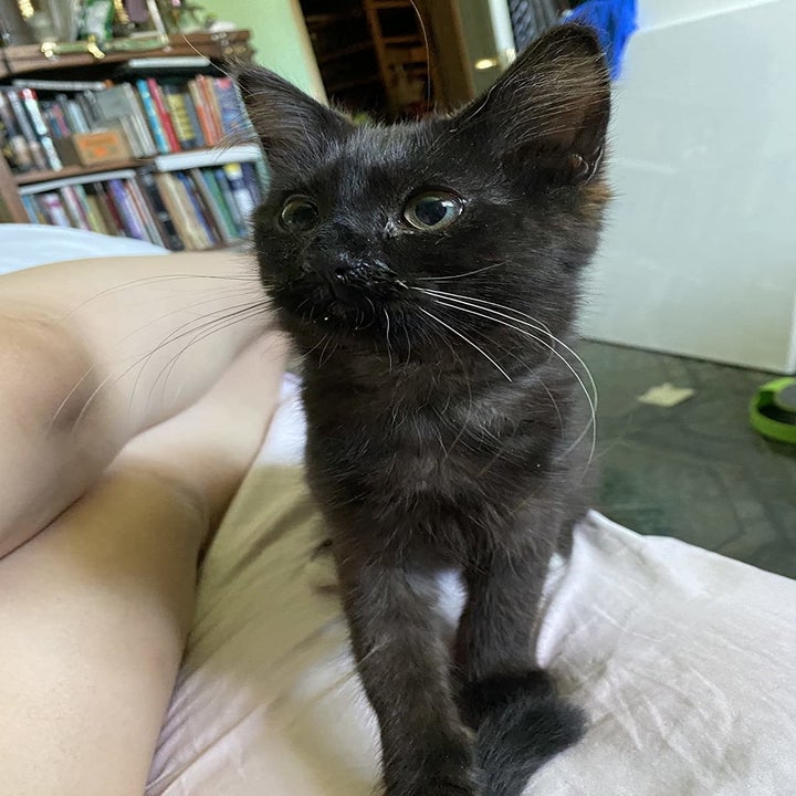 30 Problem-Solving Products For Cat Owners