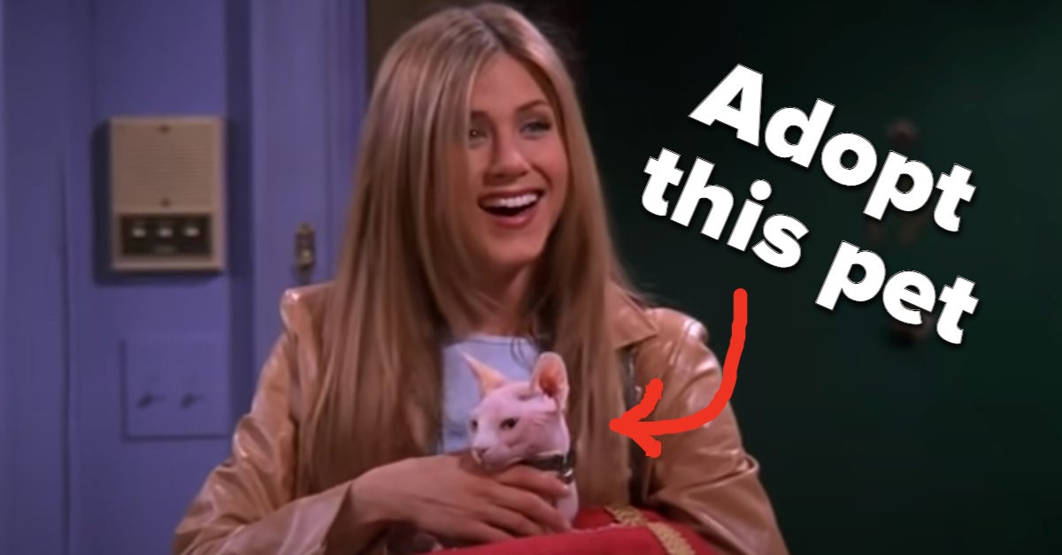 Which Pet From "Friends" Should You Adopt?
