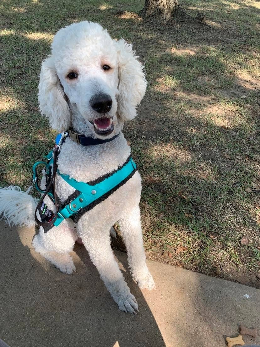 Are Standard Poodles Good Service Dogs
