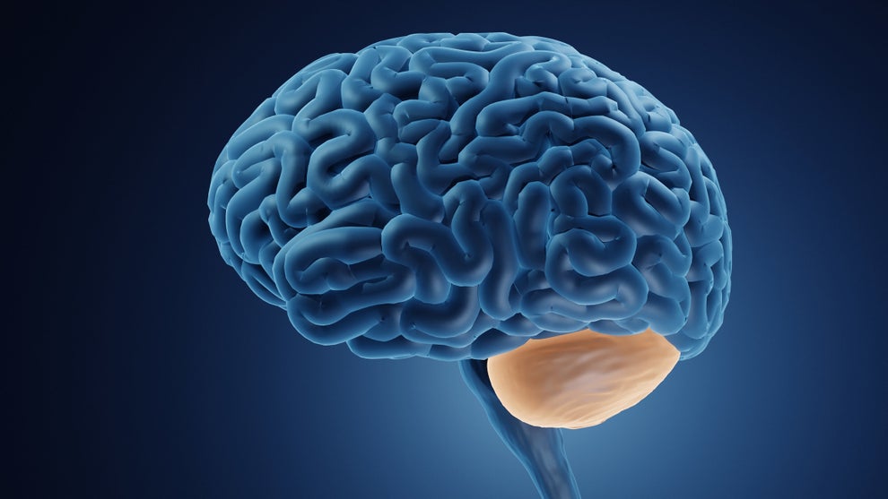 16 Weird Brain Facts