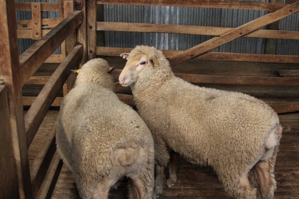 Aussies Are Sharing The Funniest "Australian-ism" They've Had To ...