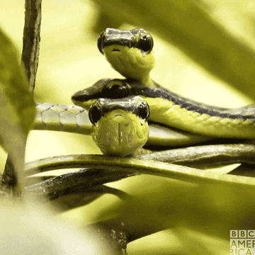 Terrifying Brazilian Island Infested With Venomous Snakes