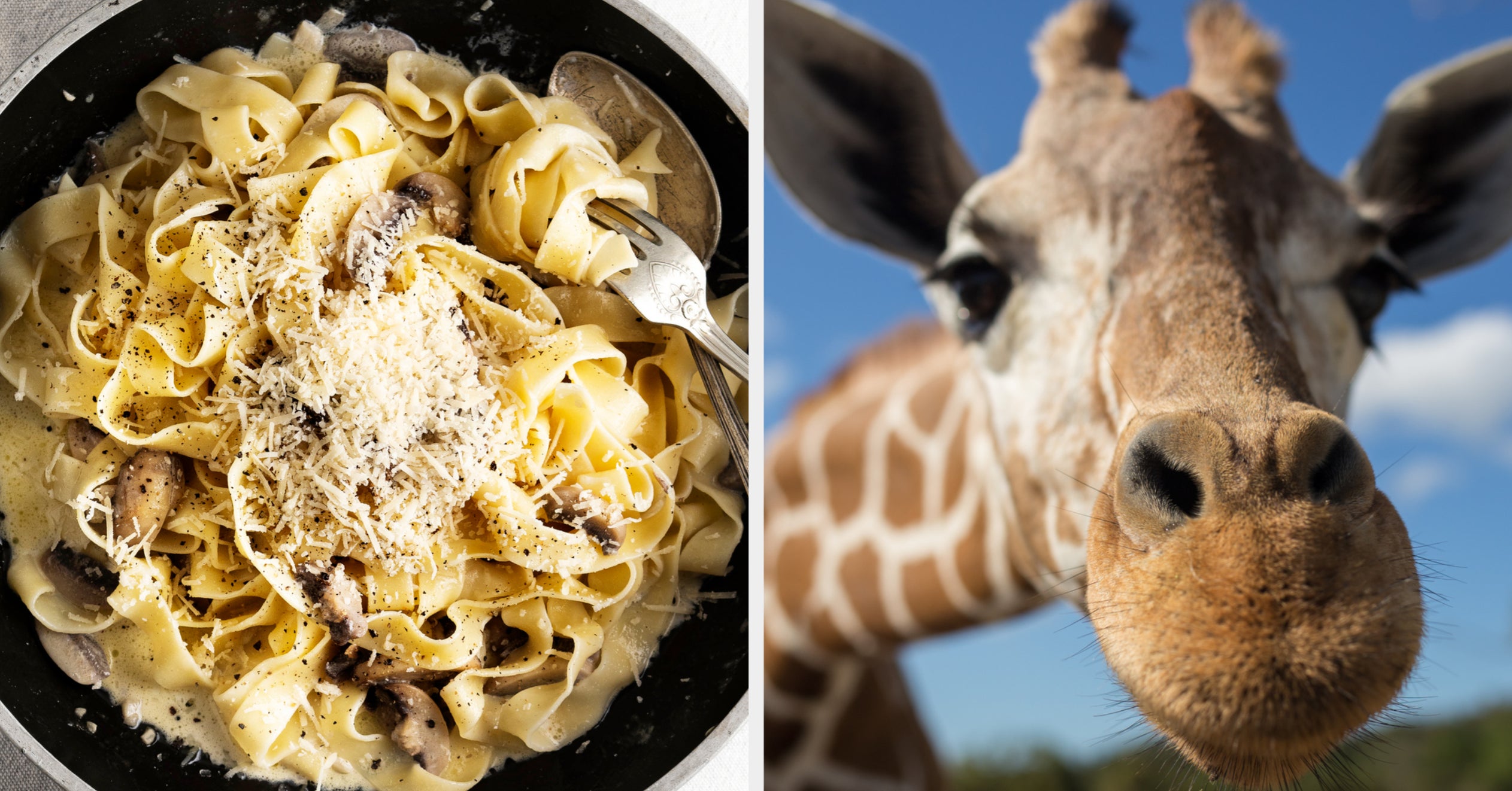 Eat Pasta To Reveal Your Inner Animal