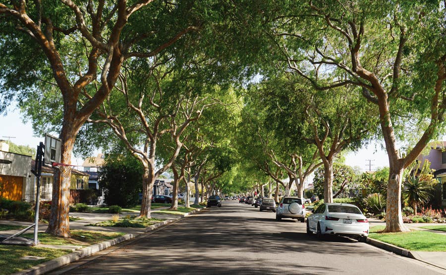 tree lined street